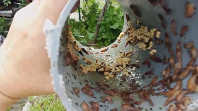 Средство от слизней. Продолжение.