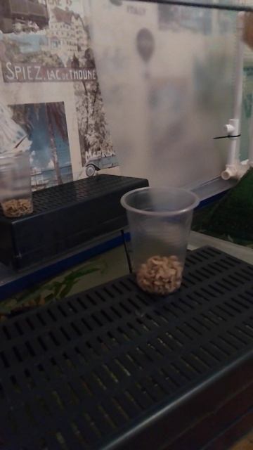 Полуавтоматическая кормушка для черепах