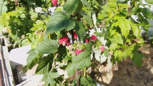 6 сентября 2025. Ремонтантная малина Атлант.