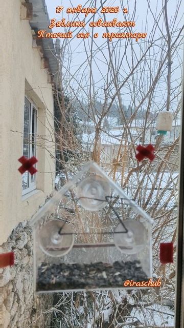 17 января 2026 г. Зяблики осваивают Птичий сон о тракторе #ялта #ялта2026 #синички #зяблики