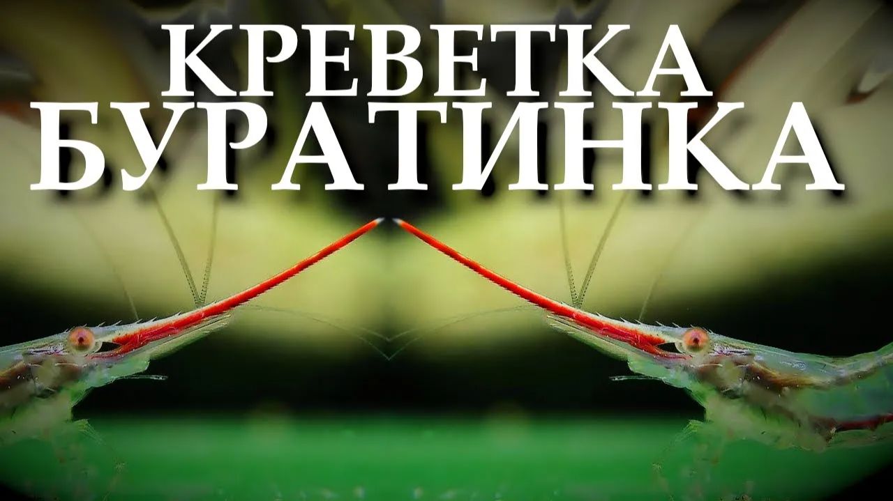 Красноносый Буратино или креветка Пиноккио