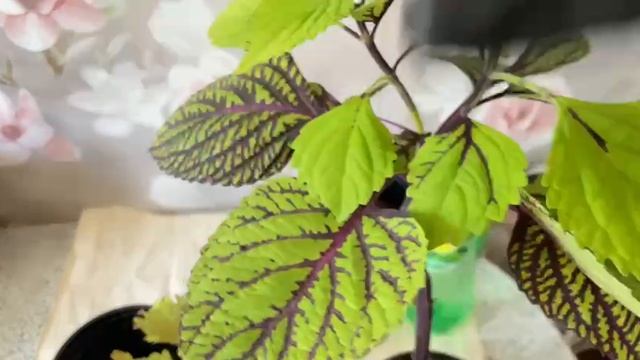 Колеус на штамбе. Пересадка и формирование. 17.01.2026