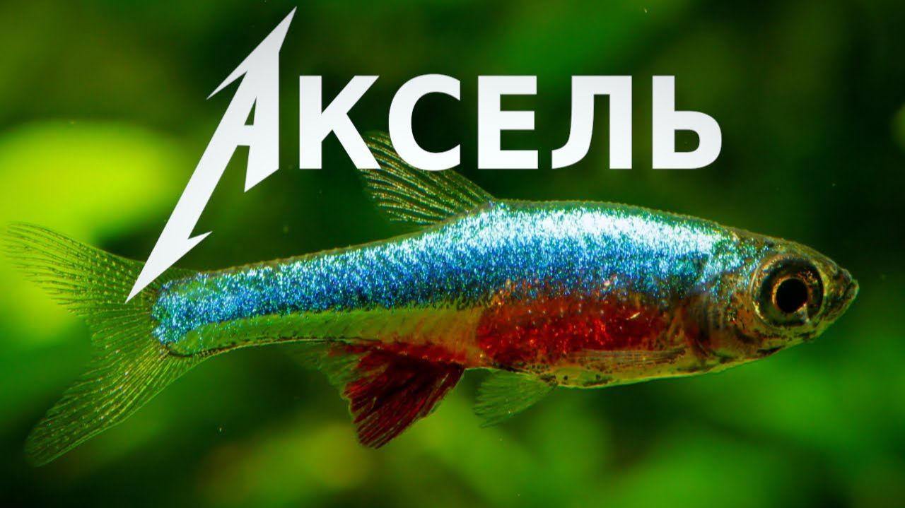 Расбора Аксельрода — синий кислотник!