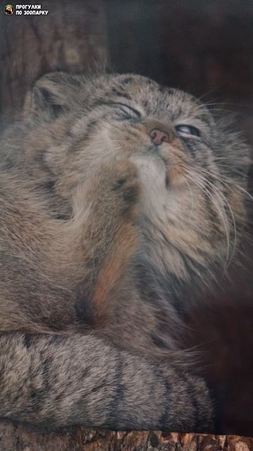 Манул Шу быстро и аккуратно чешет подбородок. Ленинградский зоопарк