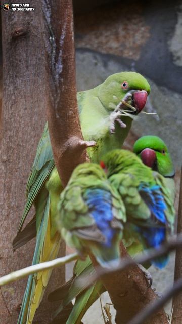 Ожереловые попугаи. Ленинградский зоопарк