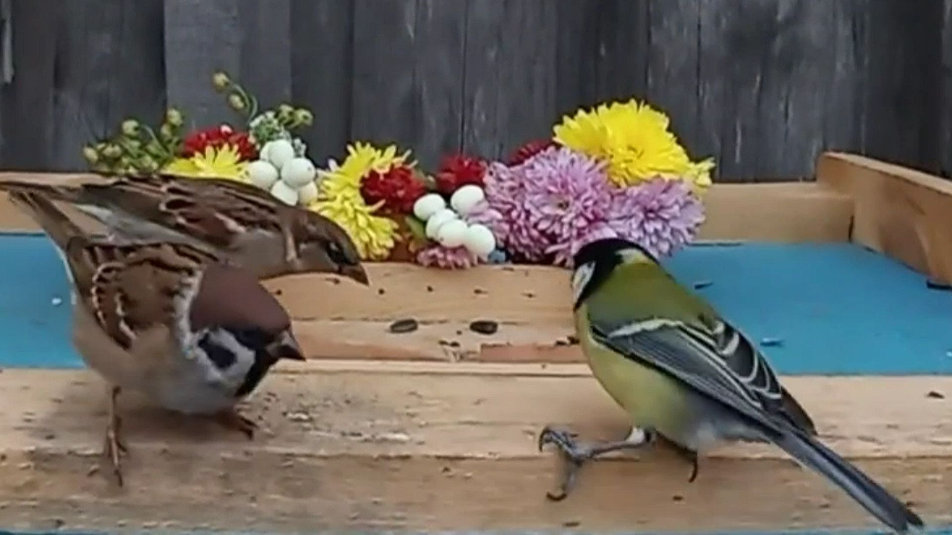 ВидеоОхота на Птиц