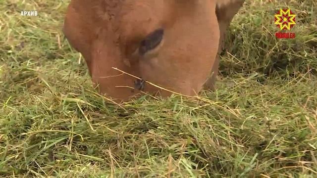 В 2025 году в Чувашии вакцинировали более 440 тысяч сельхозживотных