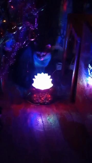 Кот Атос любит находиться в лучах прожектора #shorts #котатос #животные #коты #милота