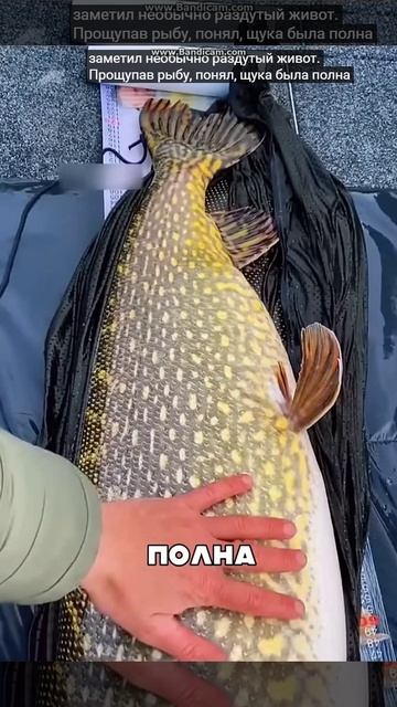 ОГРОМНАЯ ЩУКА, Как вы считаете правильно поступил мужик