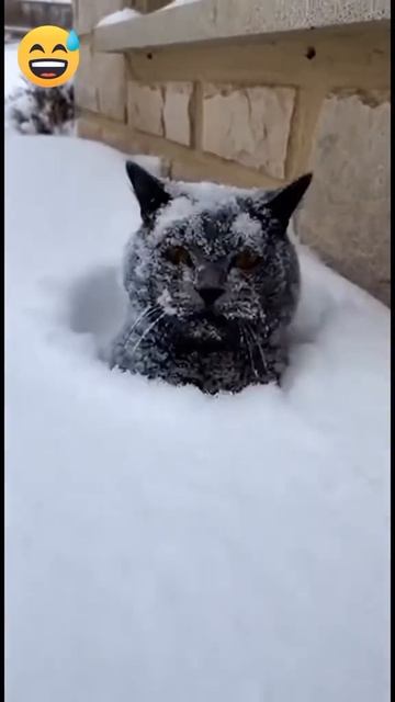 За синицей - в сугроб! (часть 2-я)
