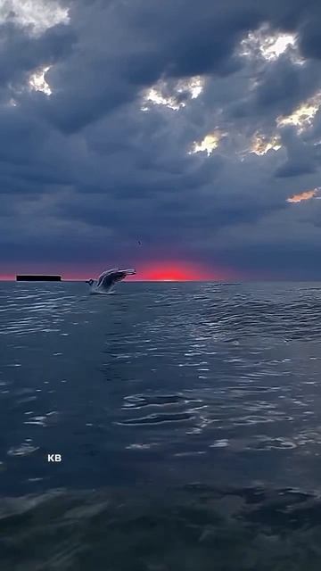 #рекомендации #рекомендации #топ #врек #видео #katyboro