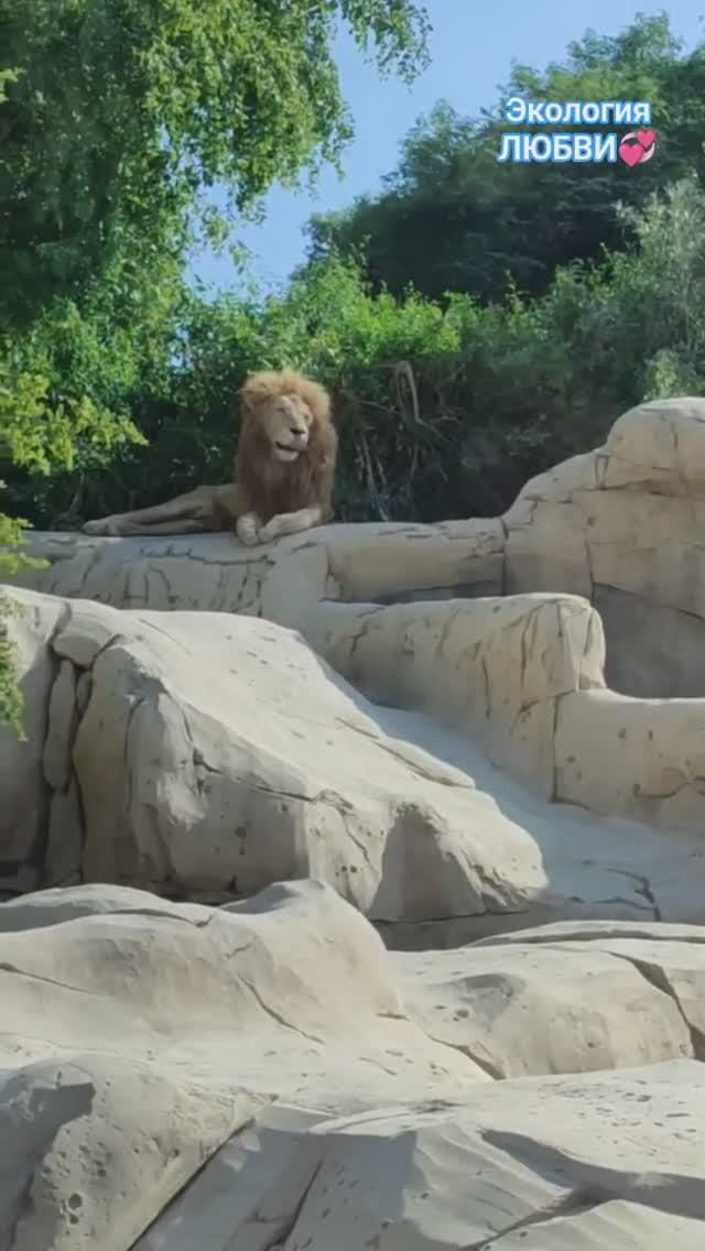 Зоопарк в Дубае... Dubai Safari Park. #zoo, #dubai, #adventure