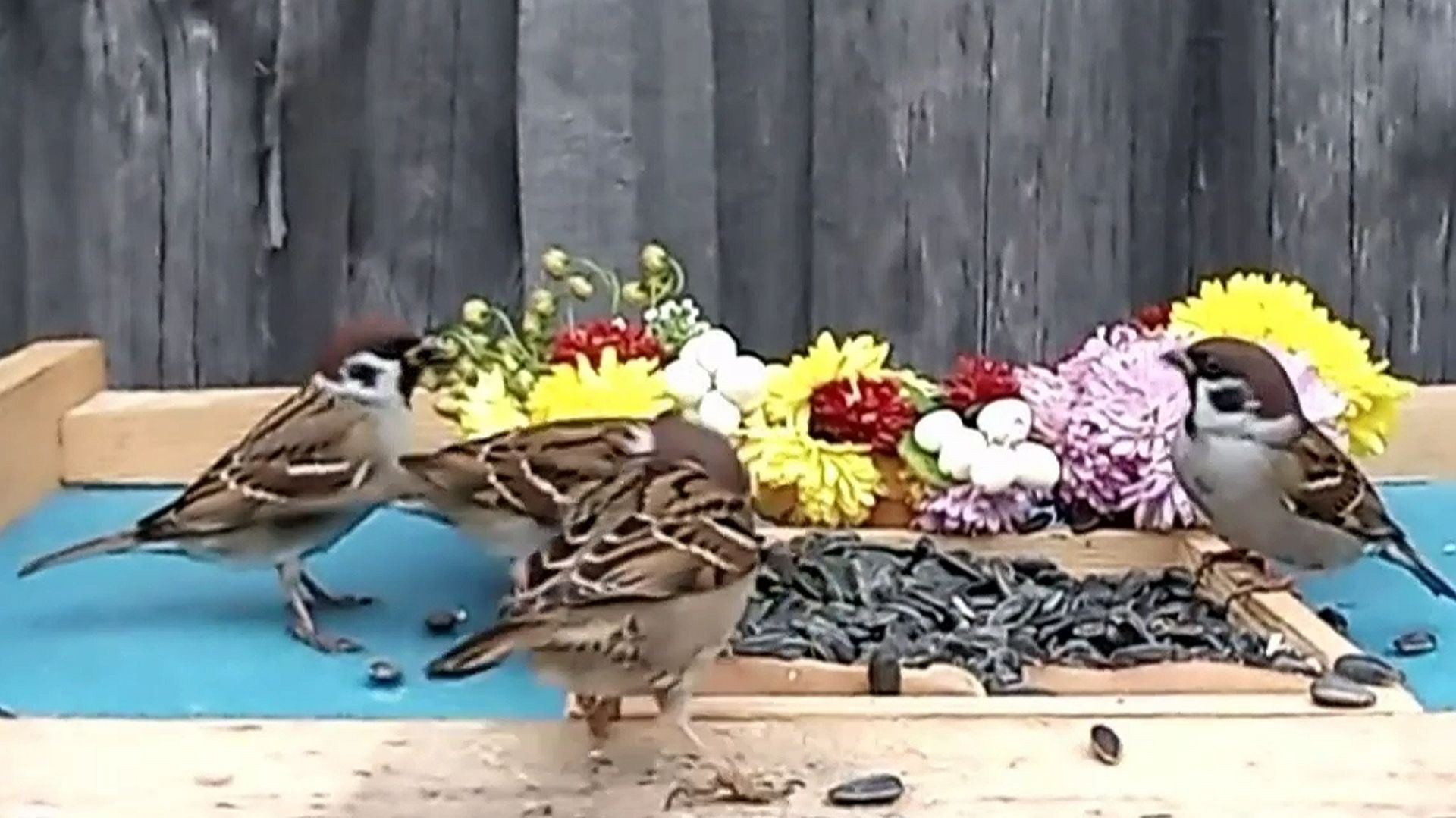 Наблюдение за птицами