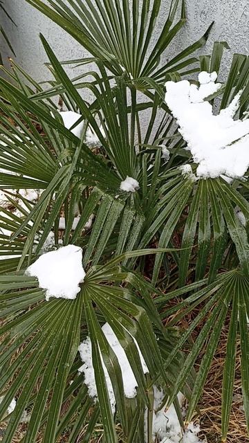 На Крещение в Рустави (Грузия) 19.01.2026