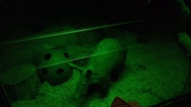 Московский зоопарк. Трубкозуб.