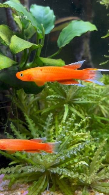 Афиосемион южный