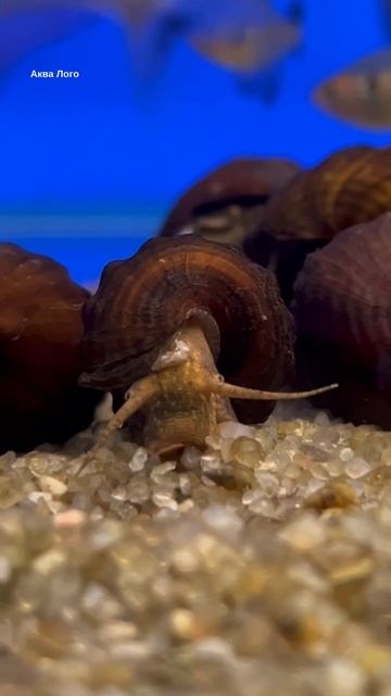 Улитка Геркулес