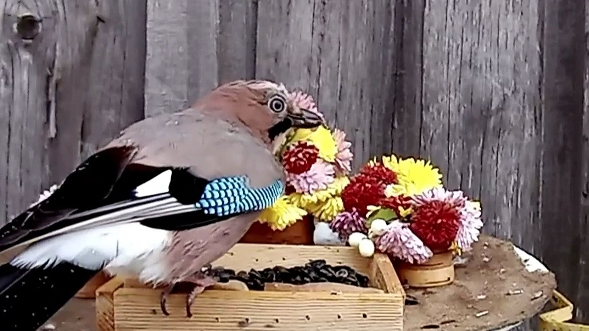 Наблюдение За Птицами