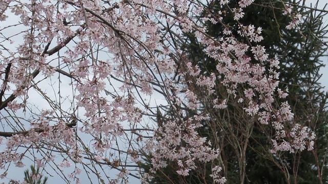 ВИДЕО  ПВН  ББ   (1288)