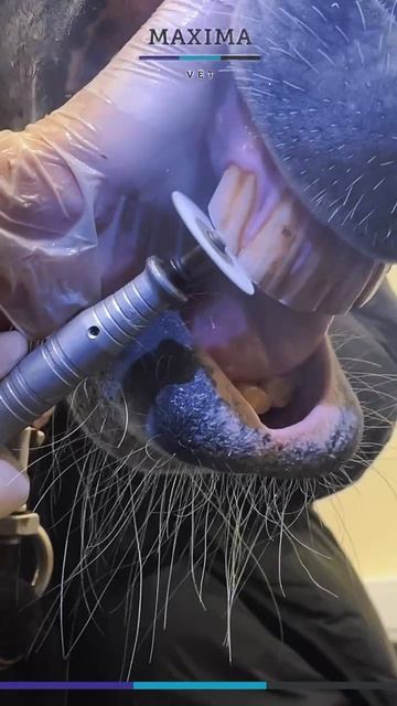 Роль резцов в общем стоматологическом балансе лошади: что нужно знать, чтобы его не нарушить.