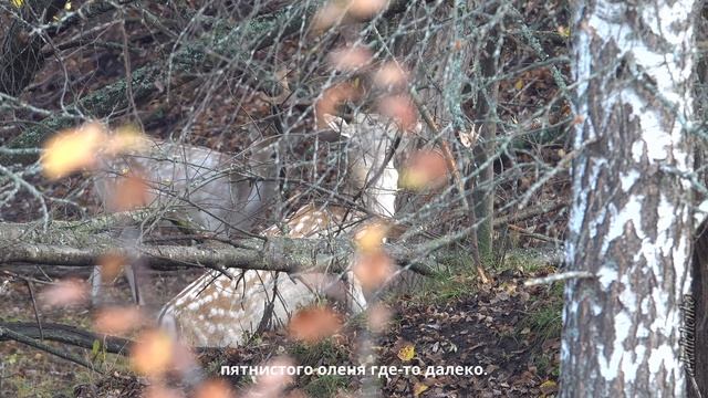 ЕВРОПЕЙСКИЕ ЛАНИ осенью в парке Оленьем.