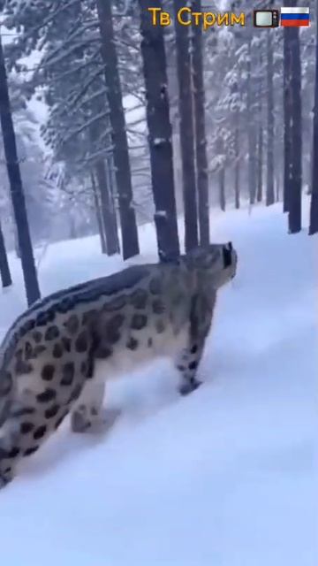 Зацените этих Кошечек.👍👍👍