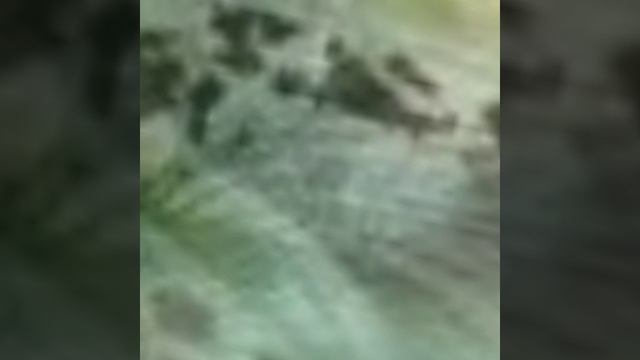 Зелёная черепаха