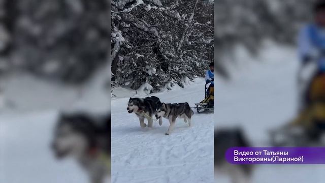 🐾СНЕЖНЫЙ ПУТЬ