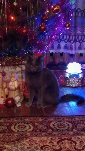 Кот Атос под ёлкой!!! #shorts #котатос #ёлка #животные #коты