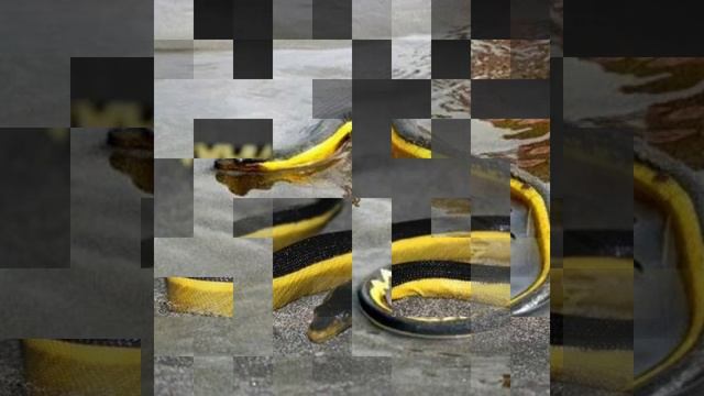 Двухцветная пеламида