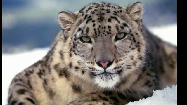 Зимняя сказка