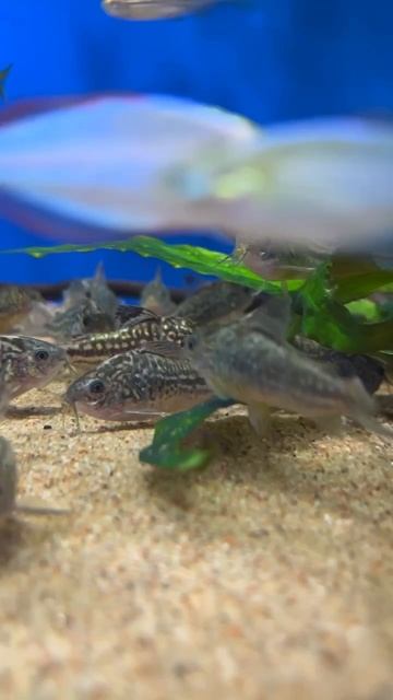 Коридорас напоэнзис Corydoras napoensis