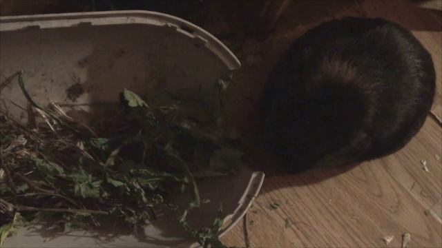 2026 Блэкки 4.01.2026