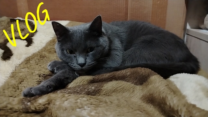 8/2026 ПОКУПКИ, НАСТРОЕНИЕ НОЛЬ, НОВАЯ МЕБЕЛЬ