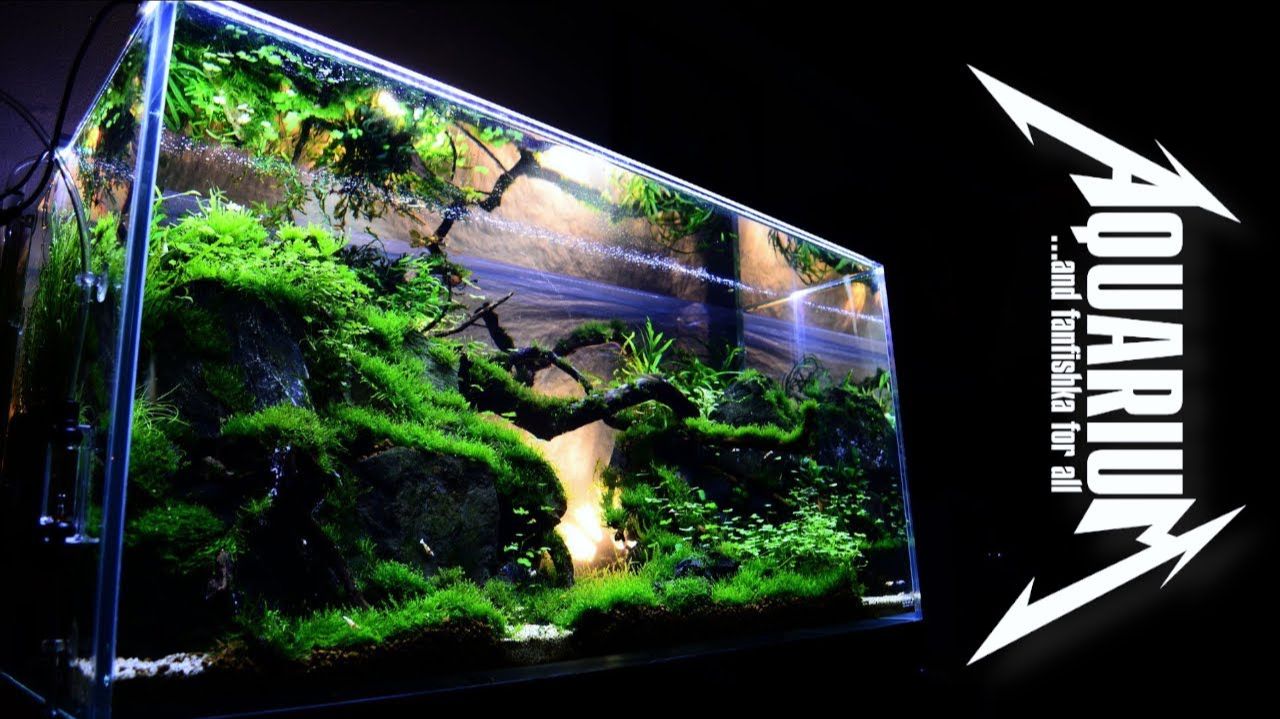 Заочный стрим с Батей ФФ: ответы на аквариумные вопросы подписчиков