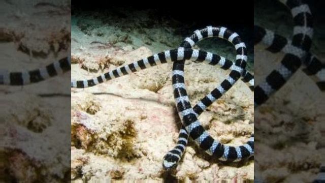 Желтогубый плоскохвост