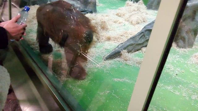 Московский зоопарк. Суматранский орангутан.