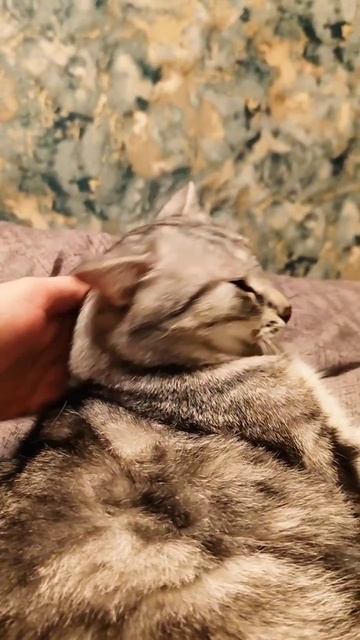 Кошечка милая)