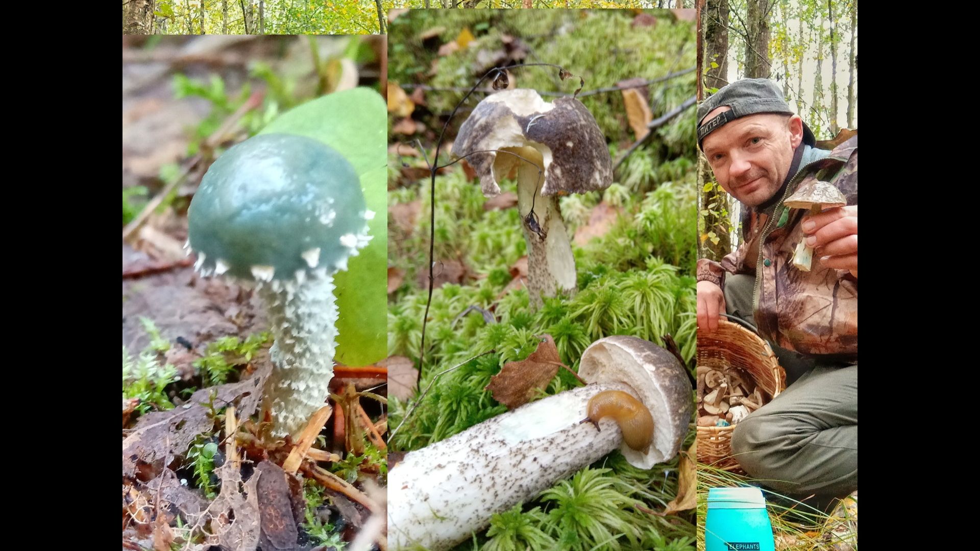 Осень. Связь грибников и слизней. Позитивная прогулка среди удивительных грибов. Черноголовики.