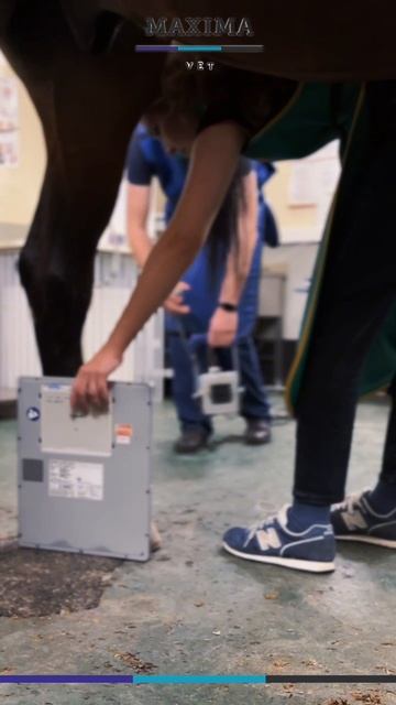 РЕНТГЕНим лошадку в MAXIMA VET! Портативным аппаратом.