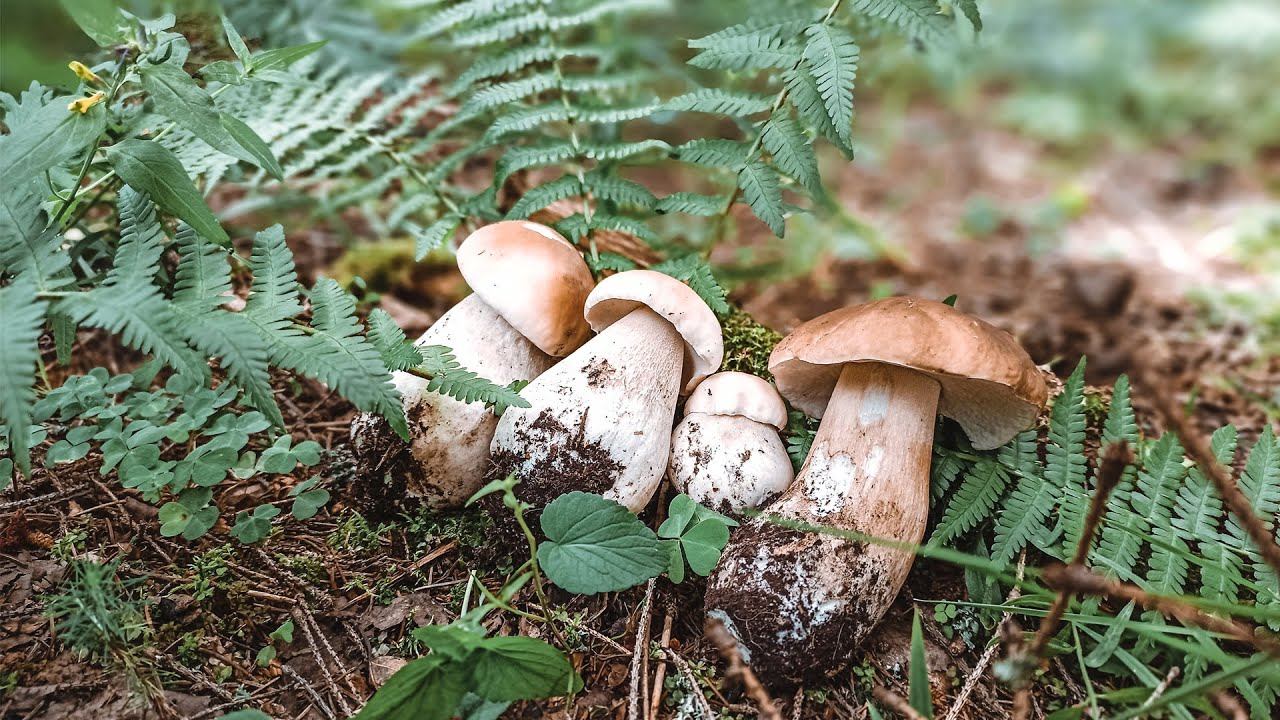 ГРИБНОЙ ПУЛЬС ПОДМОСКОВЬЯ | БЕЛЫЕ ГРИБЫ, ЛИСИЧКИ ИЗ ПОДМОСКОВЬЯ.