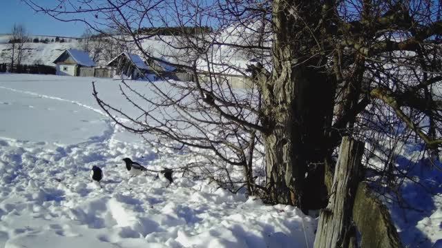 Дикая, старая яблоня