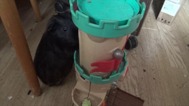 2023 осень СвинкаБлэкки