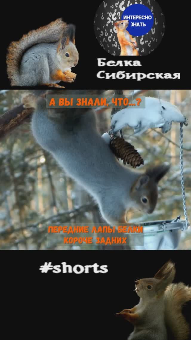 Белка и ее мощные конечности