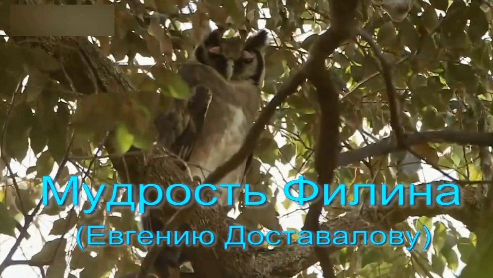 Мудрый Филин. Стихи - Е.Минеева, читает - Э.Роузи, монтаж - Е.Доставалов