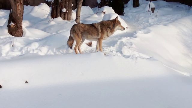 Московский зоопарк. Обыкновенный волк.
