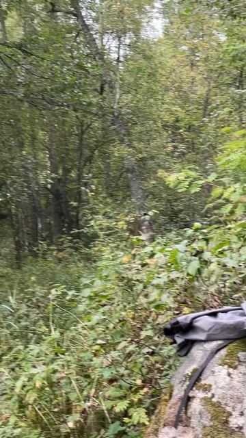 Опасная дорога вокруг озера в тайге