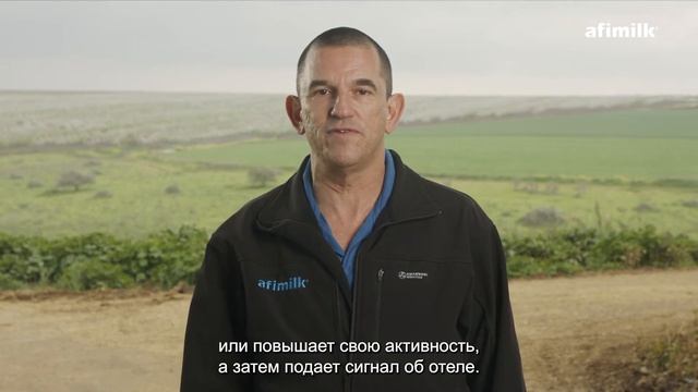 Обнаружение отела – Советы от экспертов по молочному животноводству