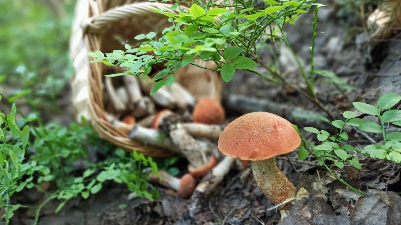 ПО ГРИБЫ в августе | Грибное ассорти в конце лета | какие грибы растут в Подмосковье сейчас