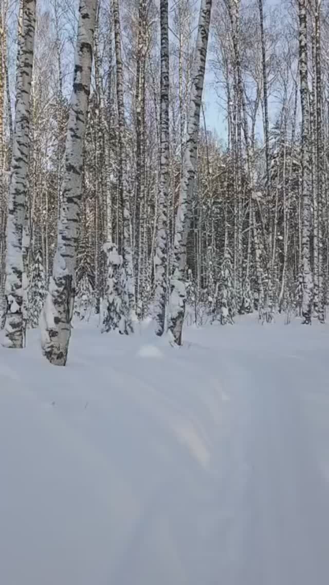 Красивый Вятский лес в январе.
